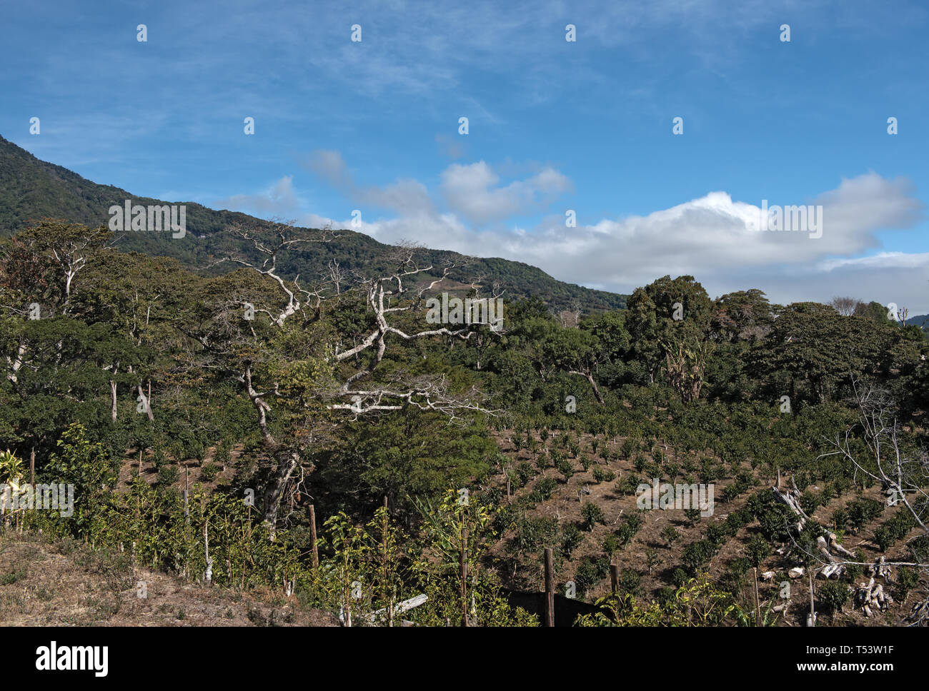 Coffee plantation in the highland at Boquete Panama Stock Photo - Alamy