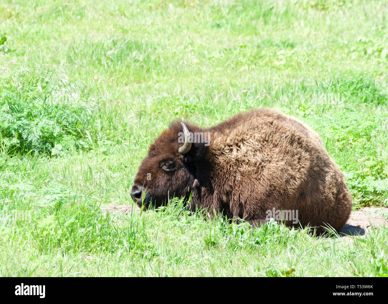 American Bison laying in green grass on a windy day. Also commonly ...