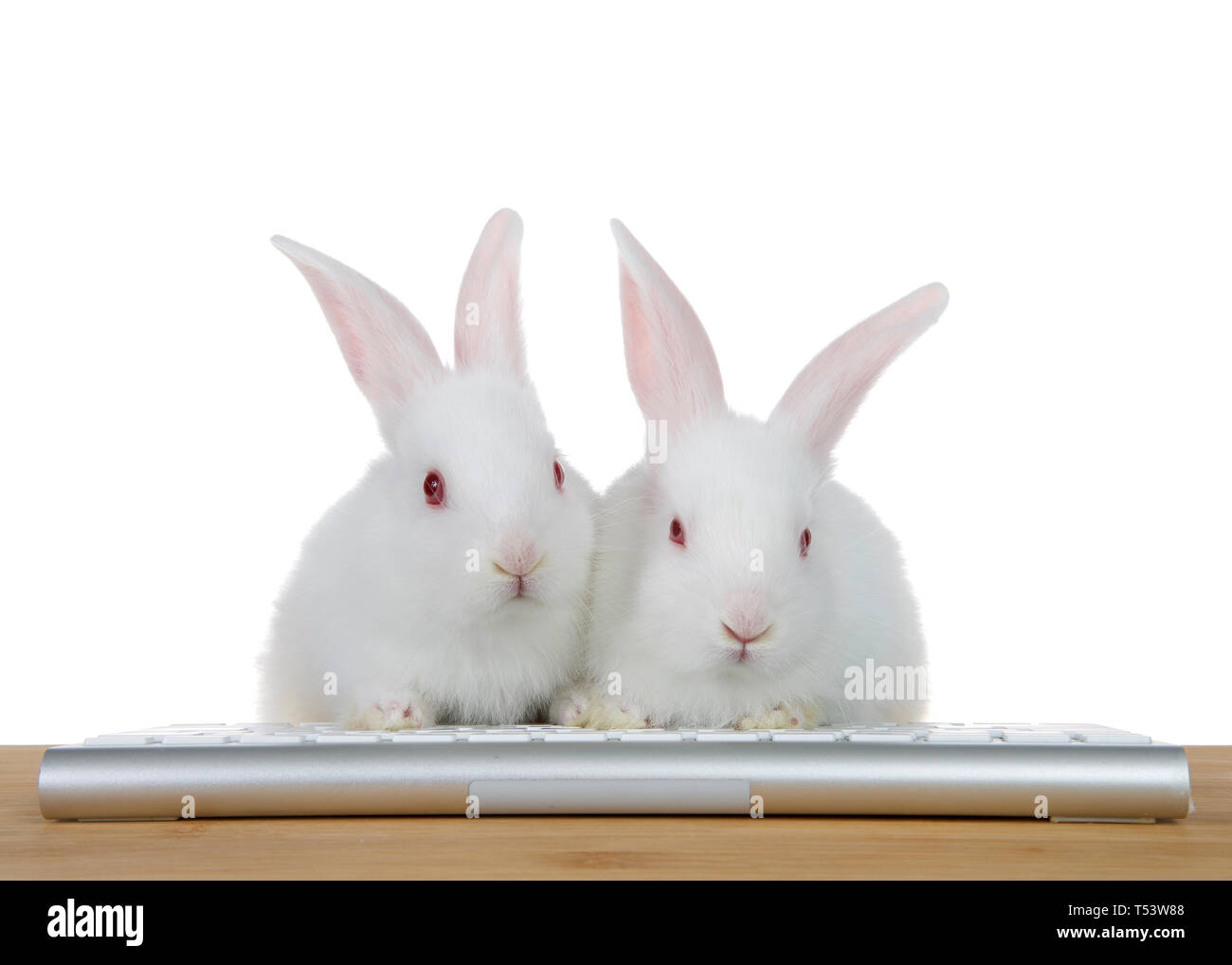 two adorable white albino baby bunny rabbits sitting with paws on ...