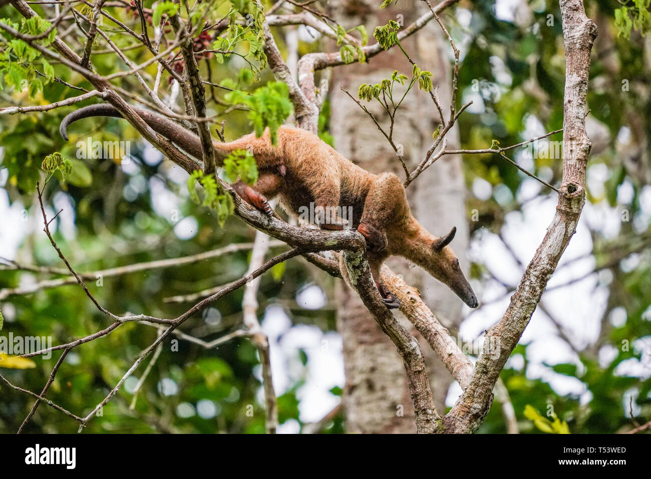 Tamandua or Lesser Anteater, Tamandua tetradactyla, feeding on ants up ...