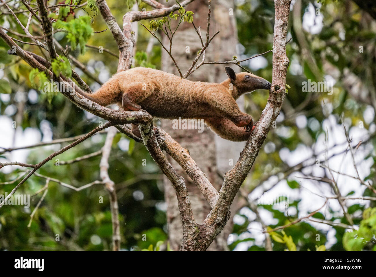 Tamandua or Lesser Anteater, Tamandua tetradactyla, feeding on ants up ...