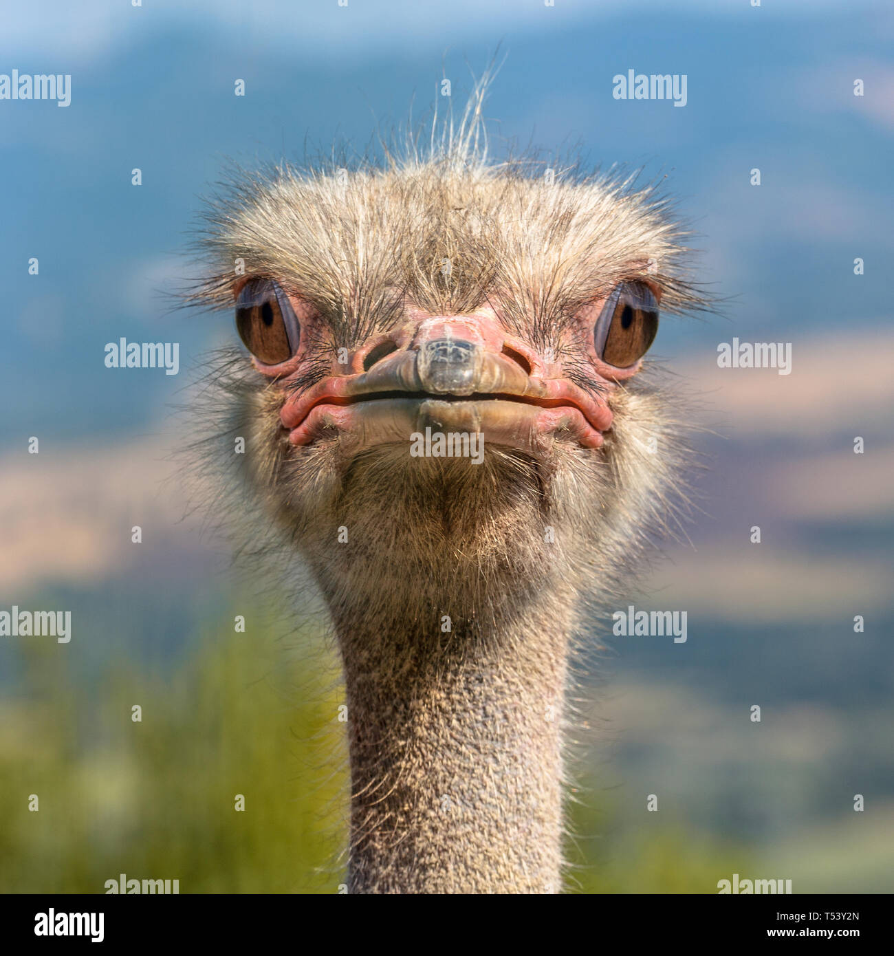 Ostrich Head frontal in Natural Environment. The Ostrich or Common ...
