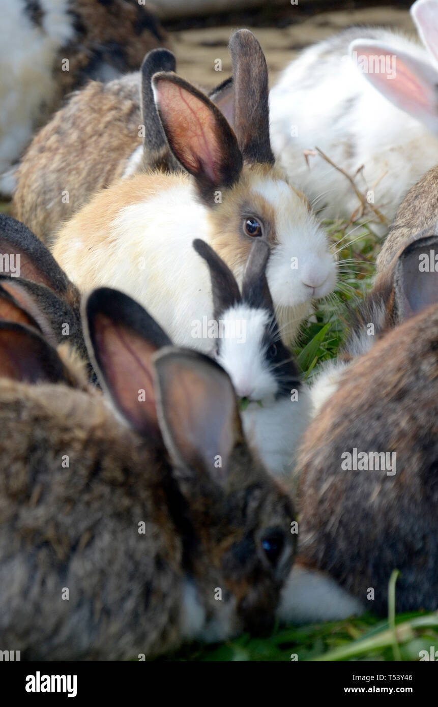 rabbit at the farming Stock Photo - Alamy