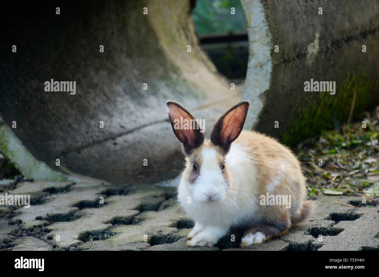 Rabbit farm hi-res stock photography and images - Alamy