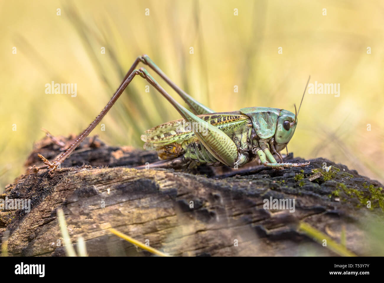 Wart biter hi-res stock photography and images - Alamy