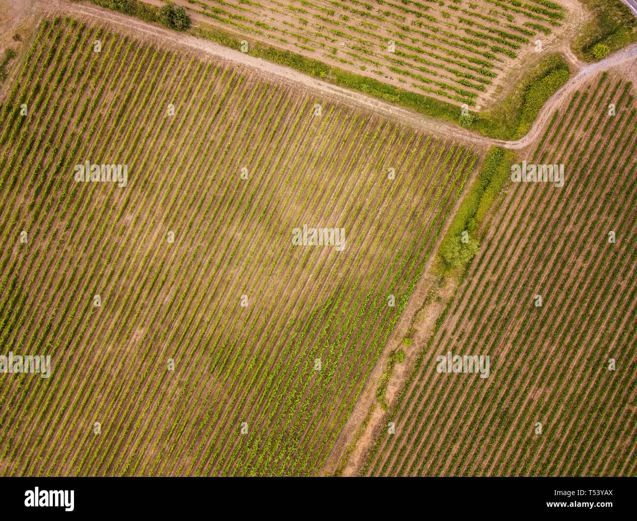 Aerial view of vineyard hi-res stock photography and images - Alamy