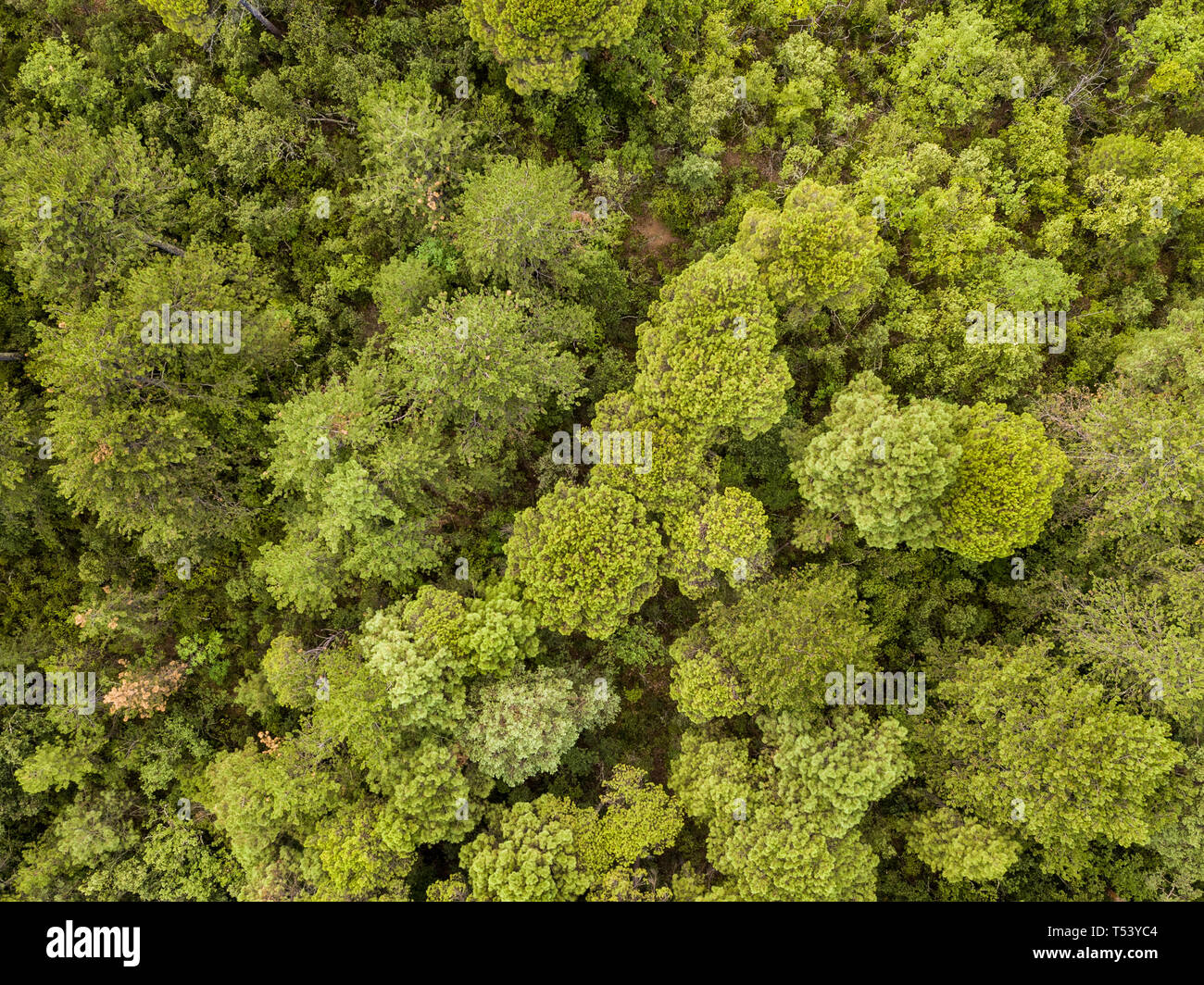 Aerial top view deciduous forest hi-res stock photography and images ...