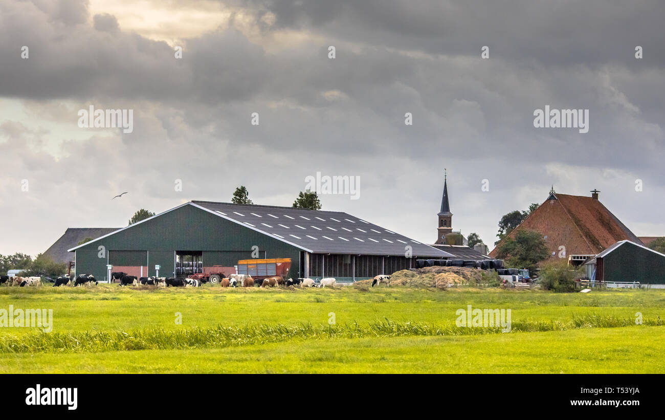 Dairy farm barns on dutch countryside with friesian holstein cows on ...