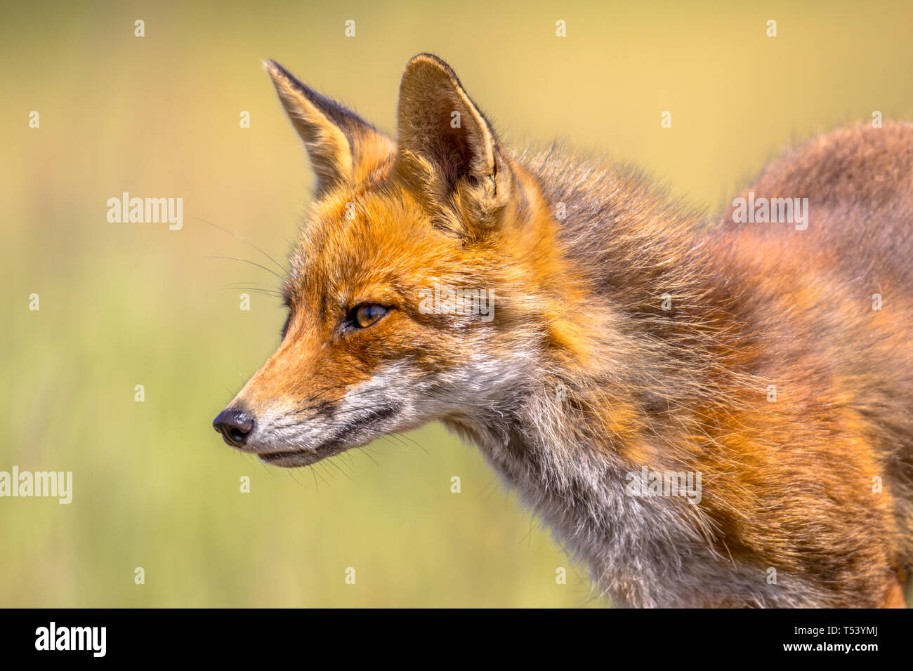Red fox (Vulpes vulpes) portrait with bright green background. This ...
