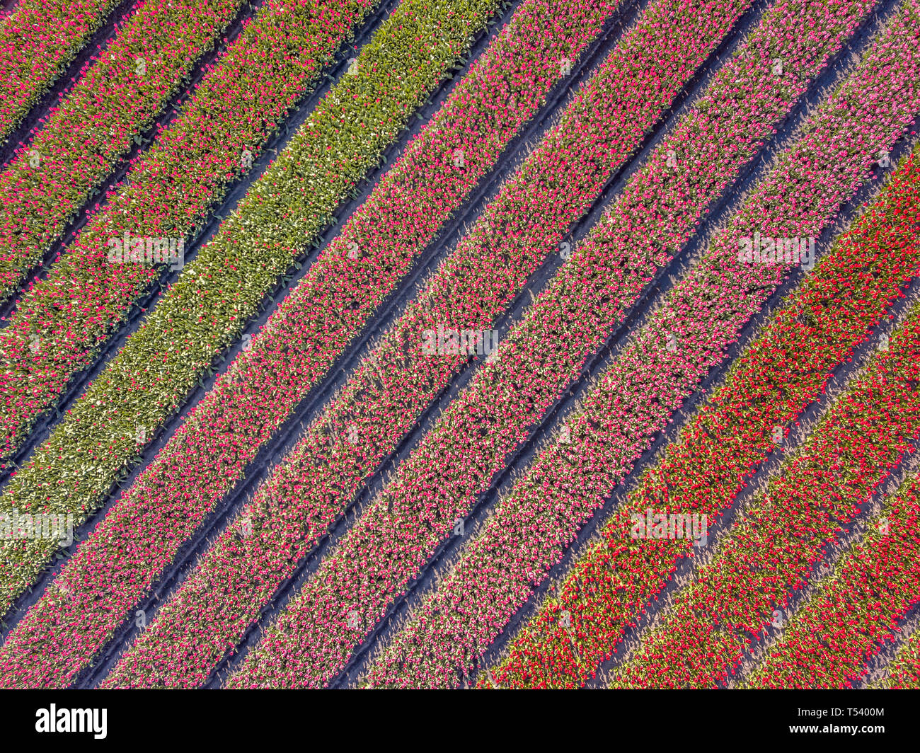 Tulip field from above. Aerial view of bulb-fields in springtime ...