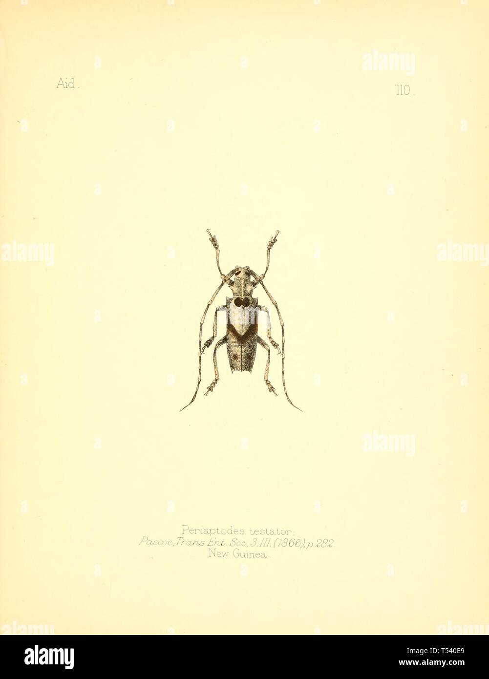 Beautiful vintage hand drawn illustrations of exotic insects & bugs ...