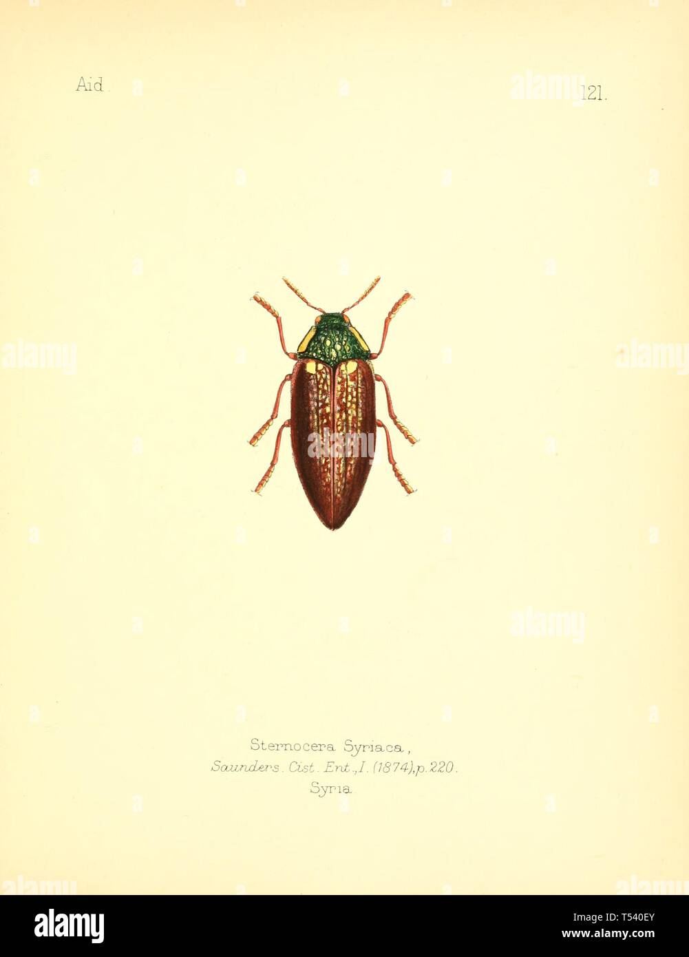 Beautiful vintage hand drawn illustrations of exotic insects & bugs ...