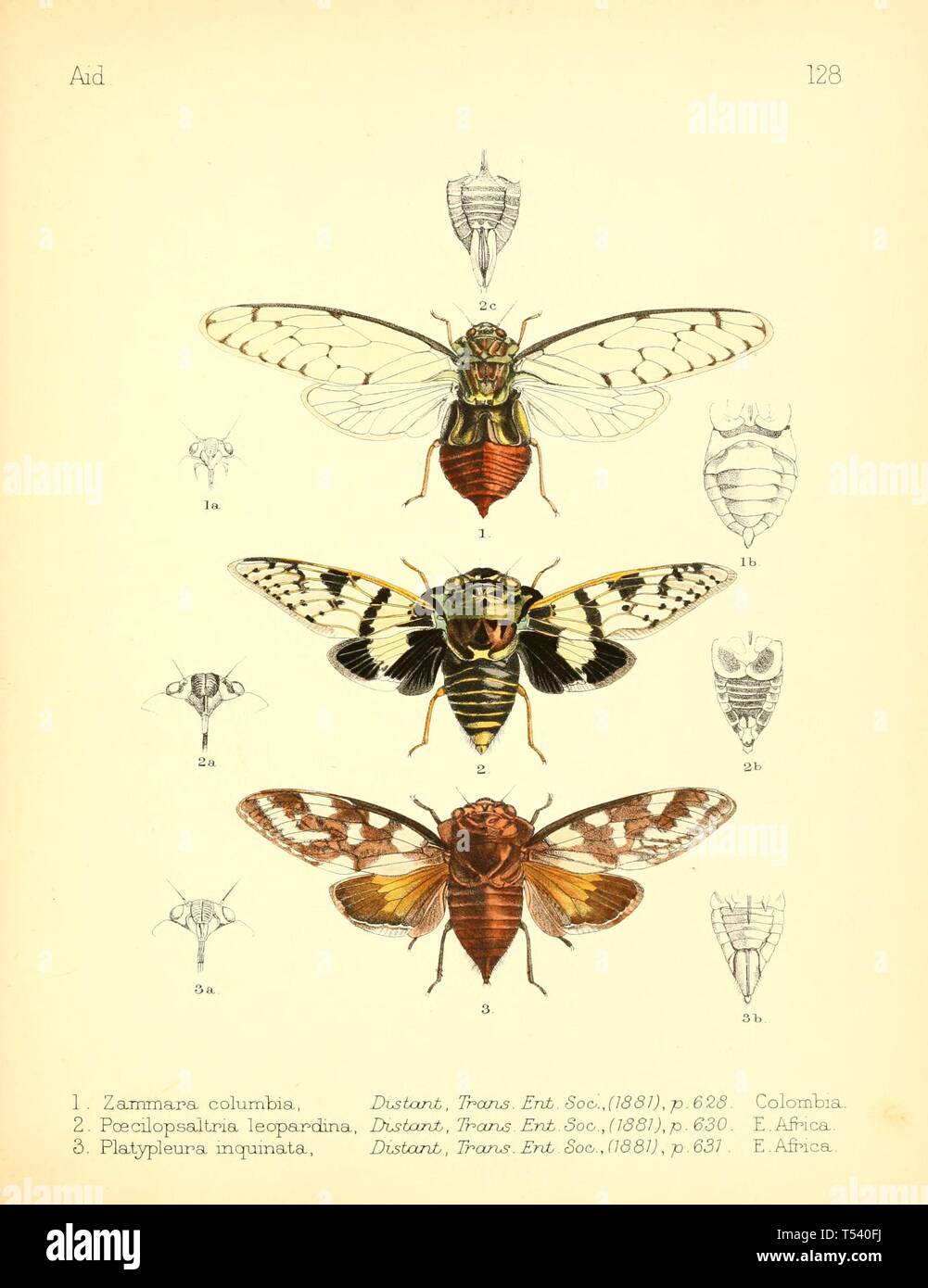 Beautiful vintage hand drawn illustrations of exotic insects & bugs ...