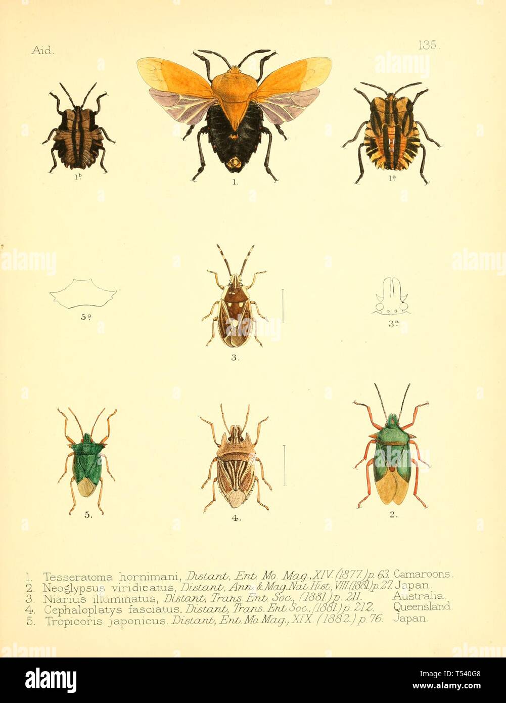 Beautiful vintage hand drawn illustrations of exotic insects & bugs ...
