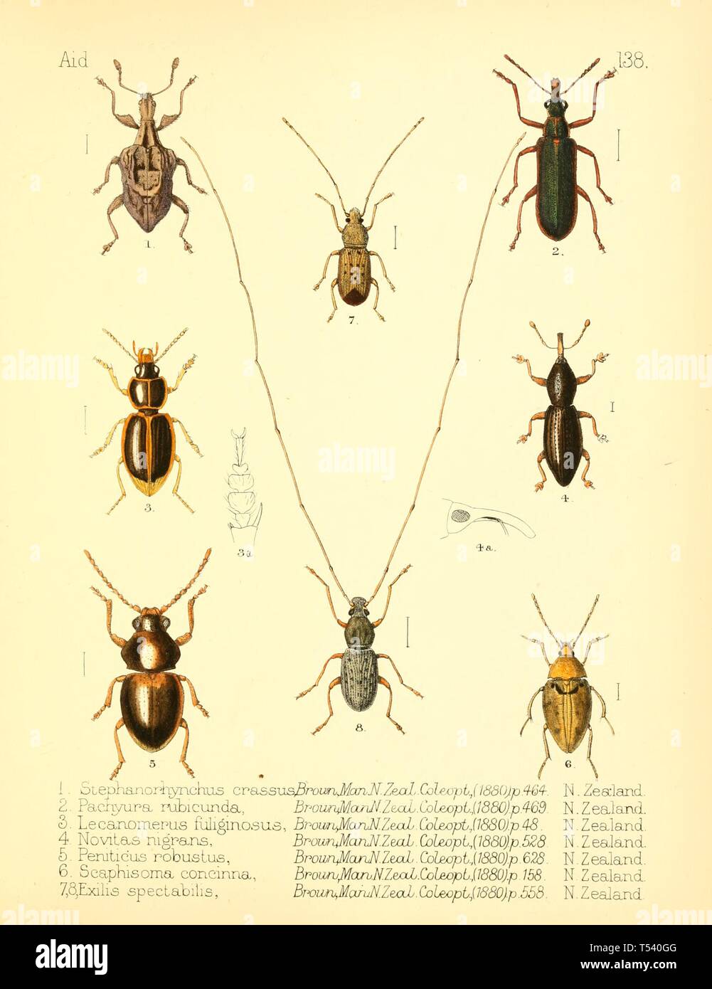 Beautiful vintage hand drawn illustrations of exotic insects & bugs ...