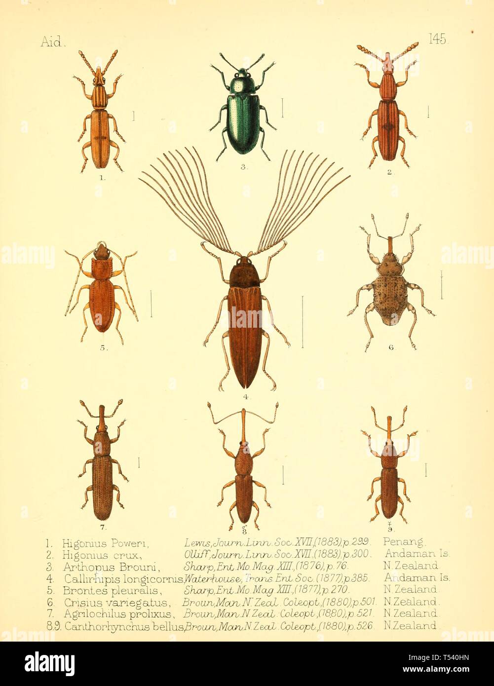 Beautiful vintage hand drawn illustrations of exotic insects & bugs ...