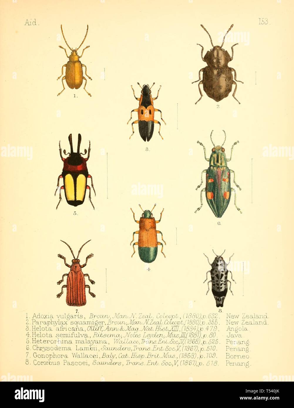Beautiful vintage hand drawn illustrations of exotic insects & bugs ...