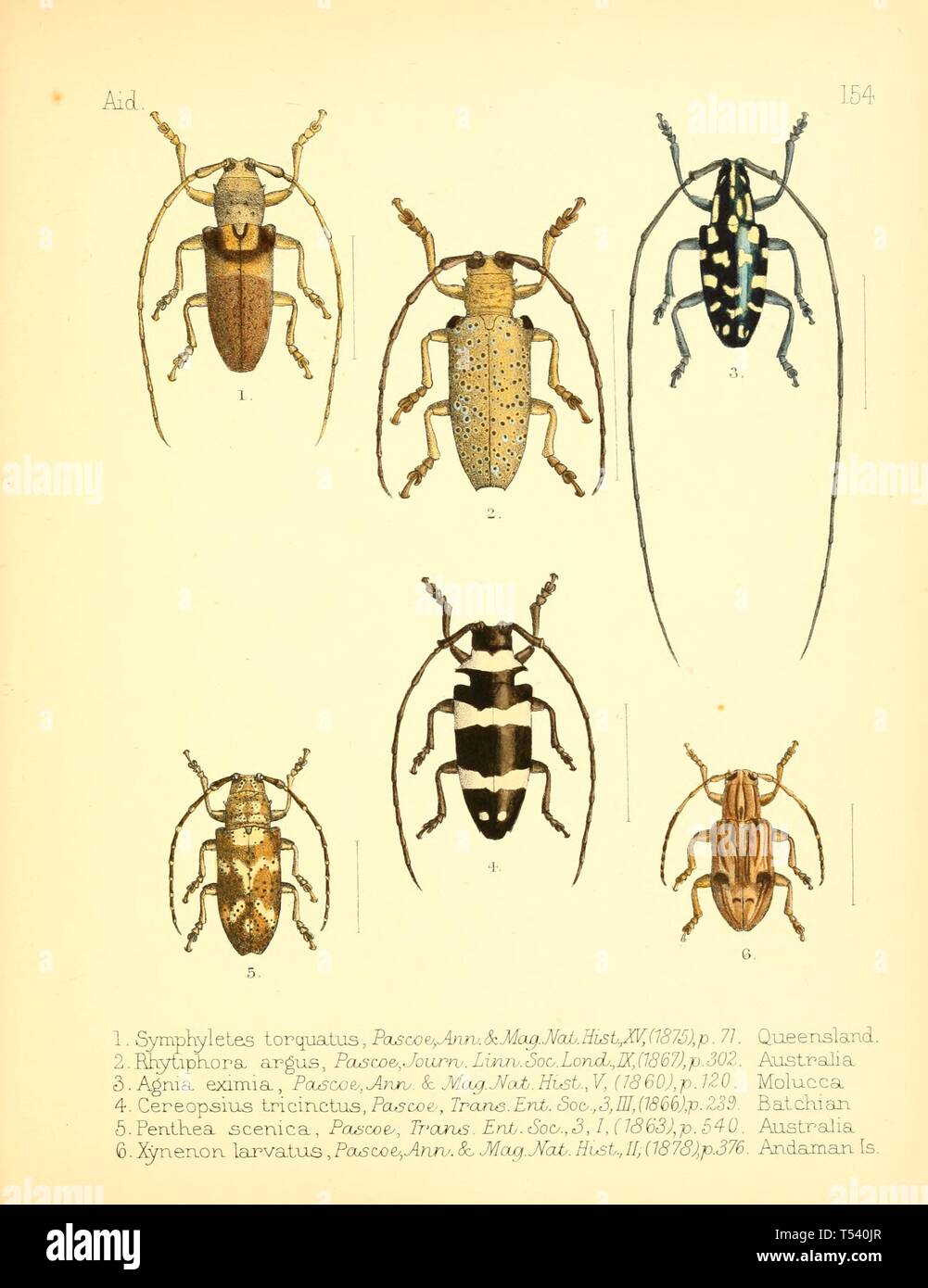 Beautiful vintage hand drawn illustrations of exotic insects & bugs ...