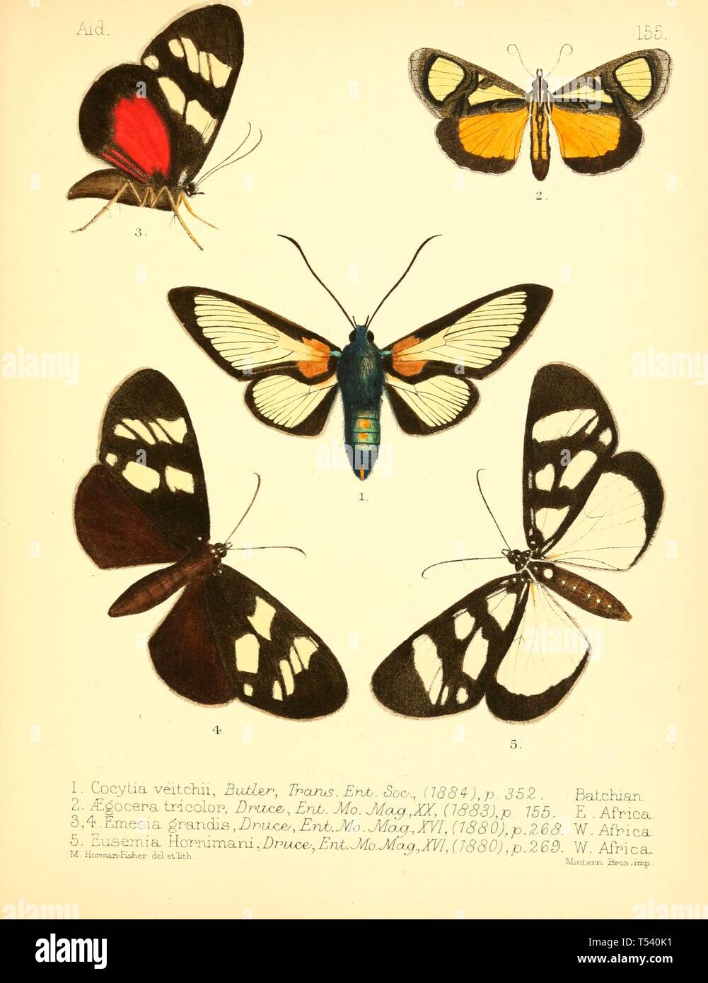 Beautiful vintage hand drawn illustrations of exotic insects & bugs ...