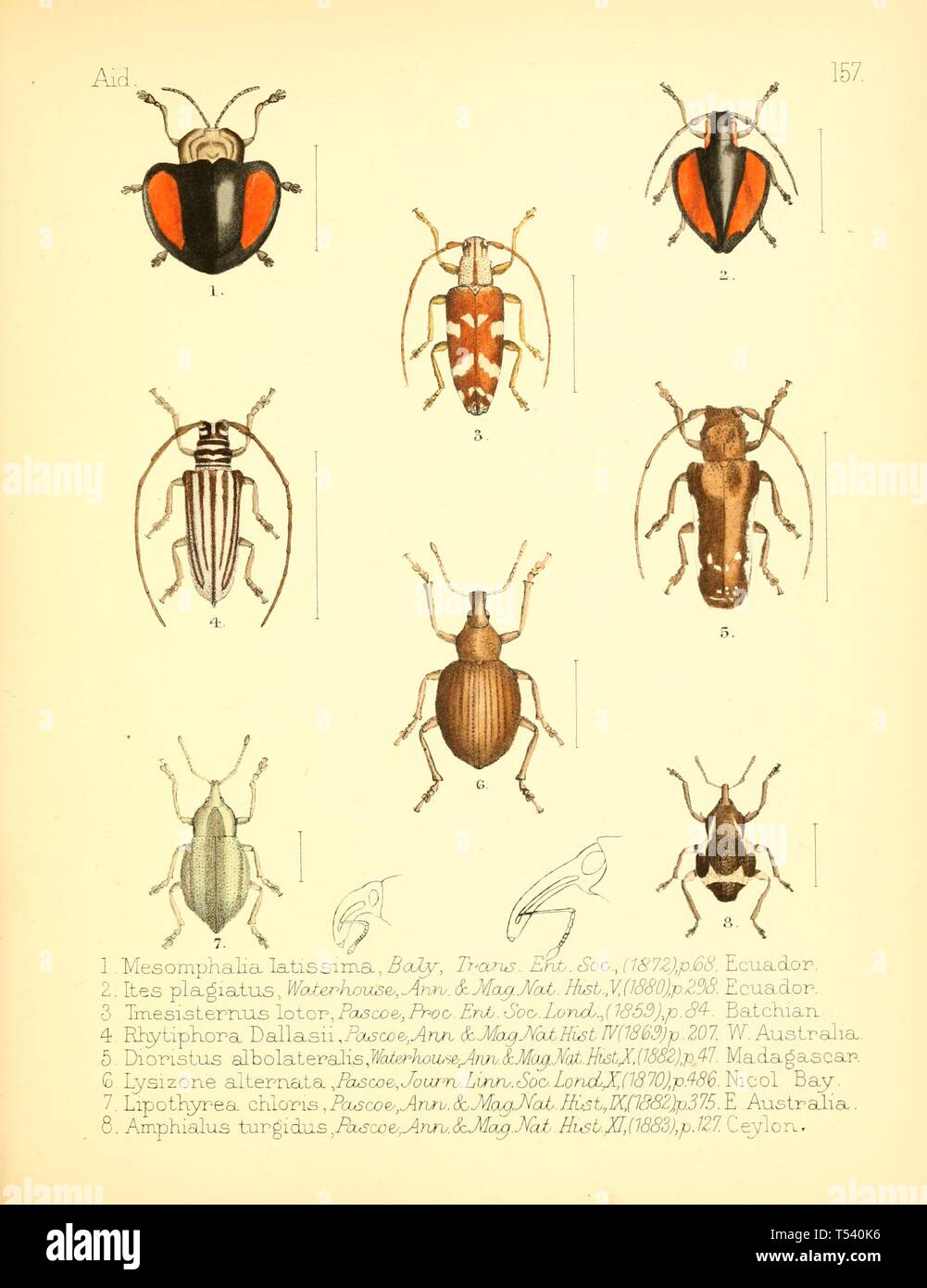 Beautiful vintage hand drawn illustrations of exotic insects & bugs ...