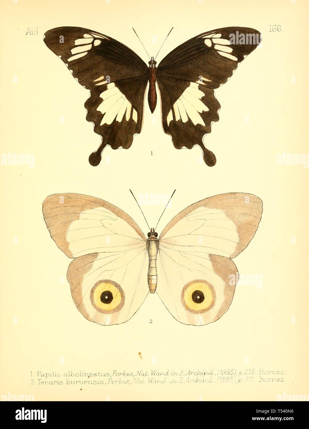 Beautiful vintage hand drawn illustrations of exotic insects & bugs ...