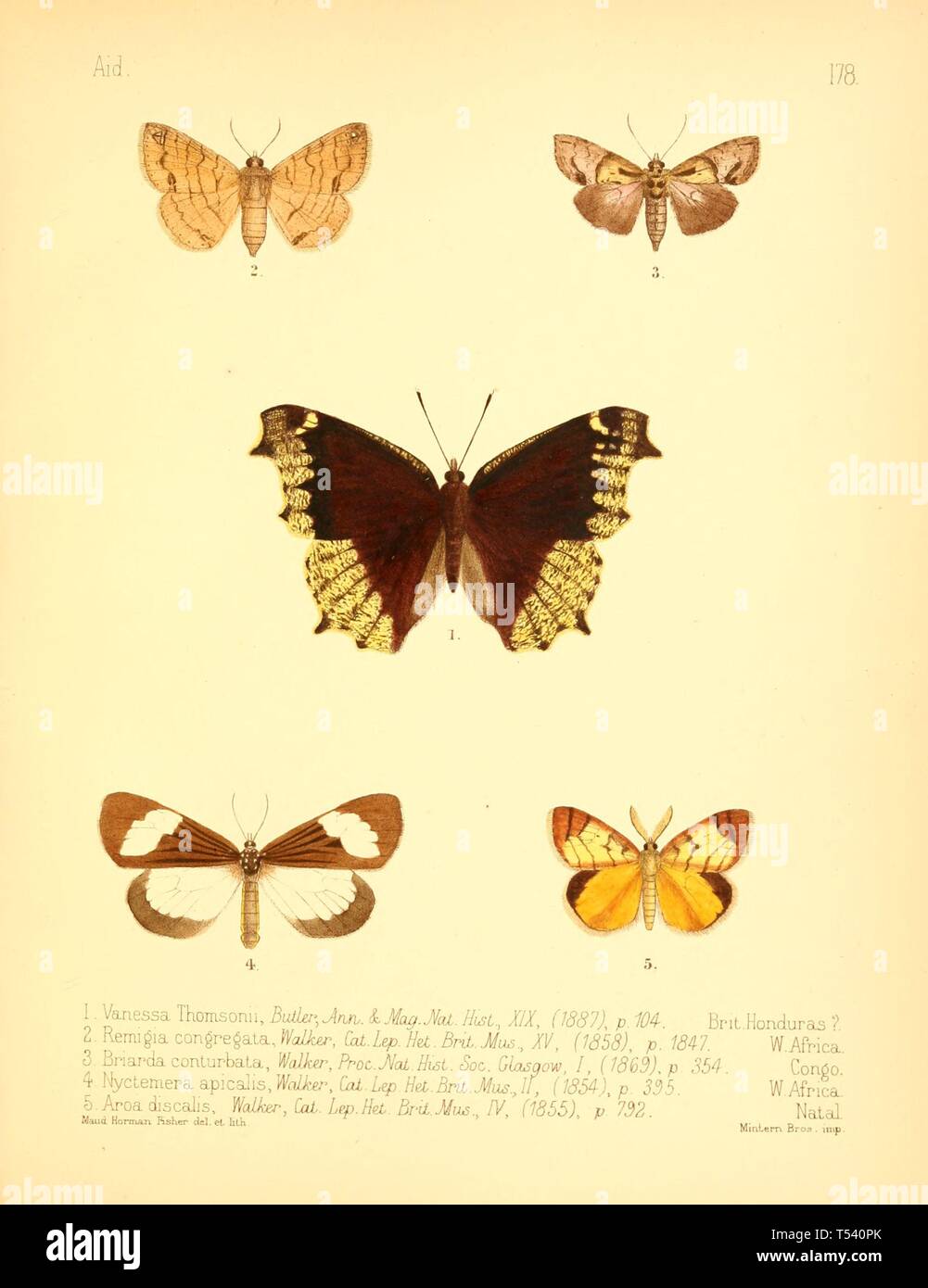 Beautiful vintage hand drawn illustrations of exotic insects & bugs ...