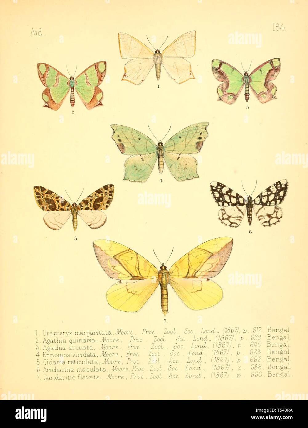 Beautiful vintage hand drawn illustrations of exotic insects & bugs ...