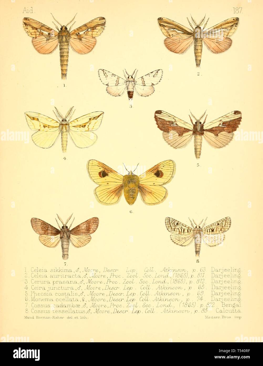 Beautiful vintage hand drawn illustrations of exotic insects & bugs ...