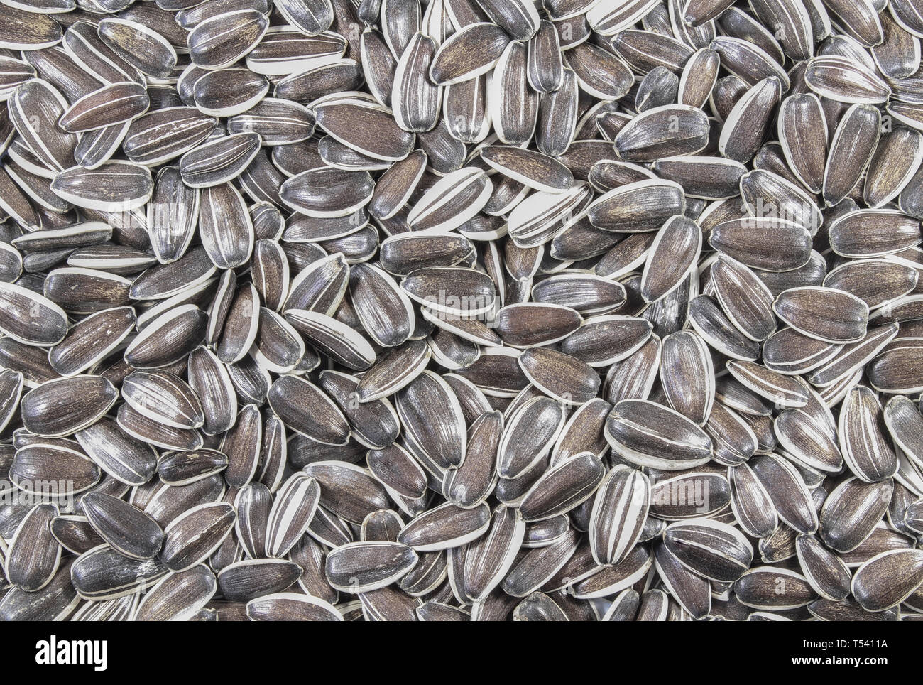 Sunflower seeds close up as background Stock Photo - Alamy
