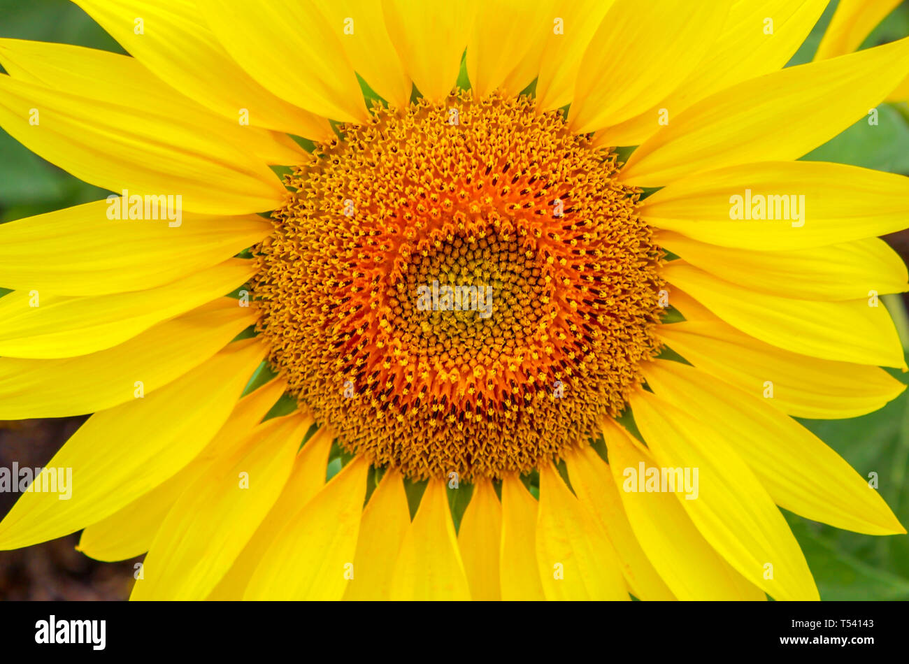 Blown big yellow flower of a sunflower close-up Stock Photo - Alamy