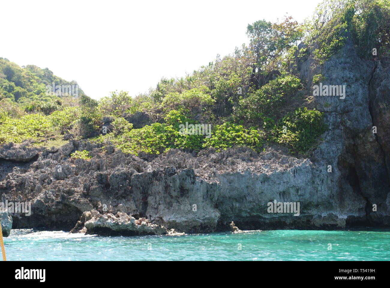 Puka Trees High Resolution Stock Photography and Images - Alamy