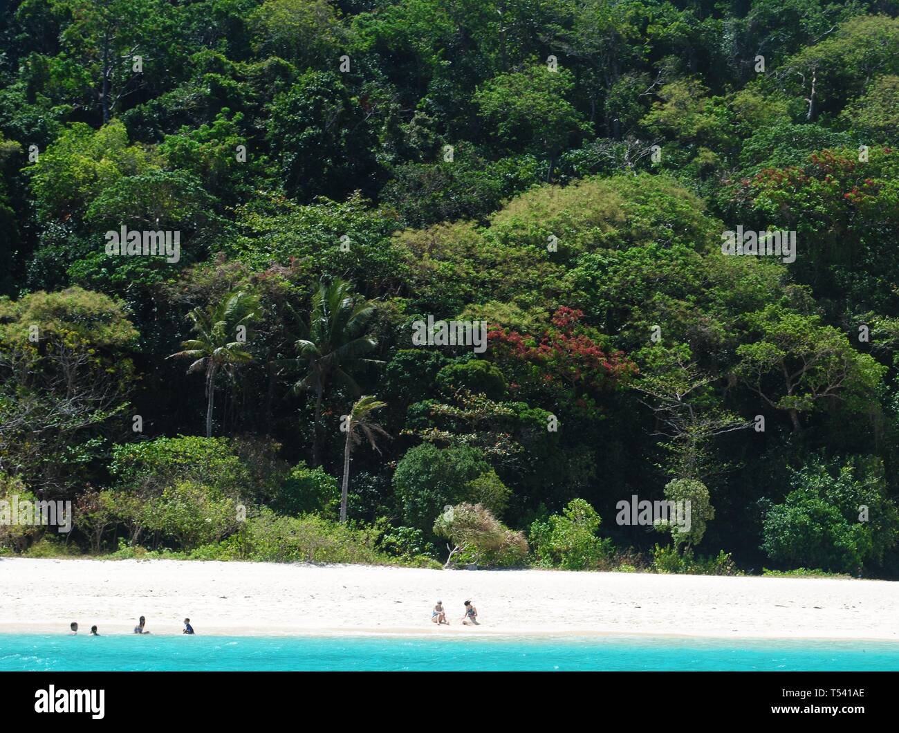 Puka Trees High Resolution Stock Photography and Images - Alamy