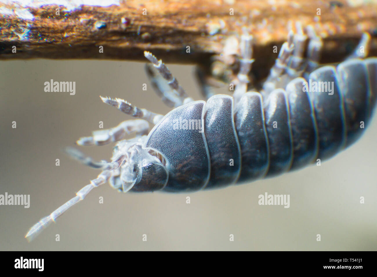 Armor branch hi-res stock photography and images - Alamy