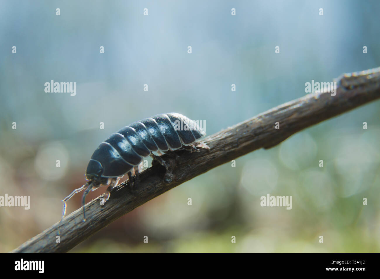 Pill Bug Armadillidium vulgare crawl on branch grey background side ...