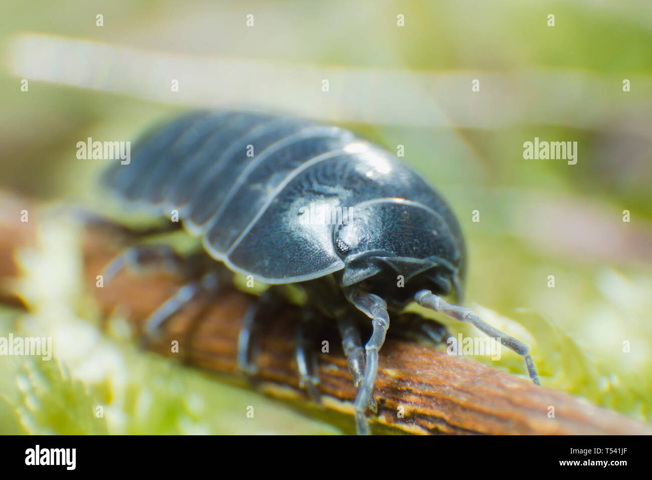 Pill Bug Armadillidium vulgare crawl on moss green background front ...
