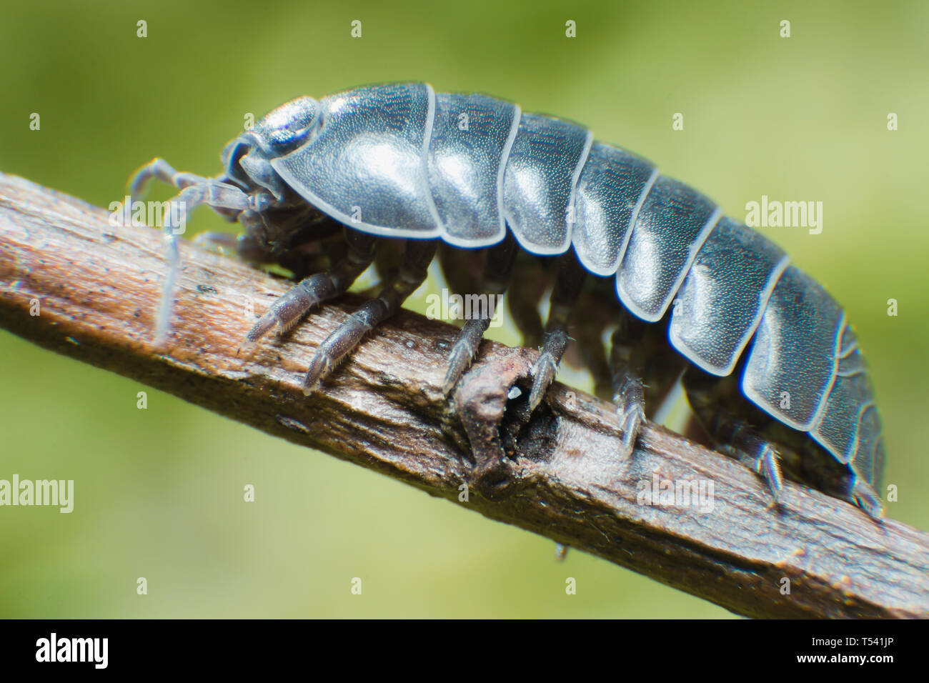 Pill Bug Armadillidium vulgare crawl on moss green background front ...