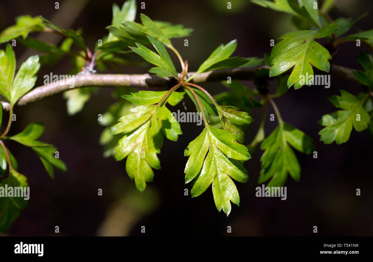 New Hawthorn leaves in spring, Warwickshire, UK Stock Photo - Alamy