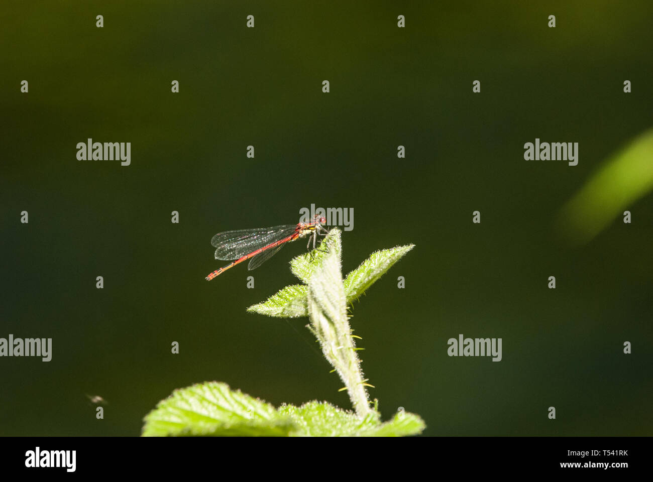 Swiss insect species hi-res stock photography and images - Alamy