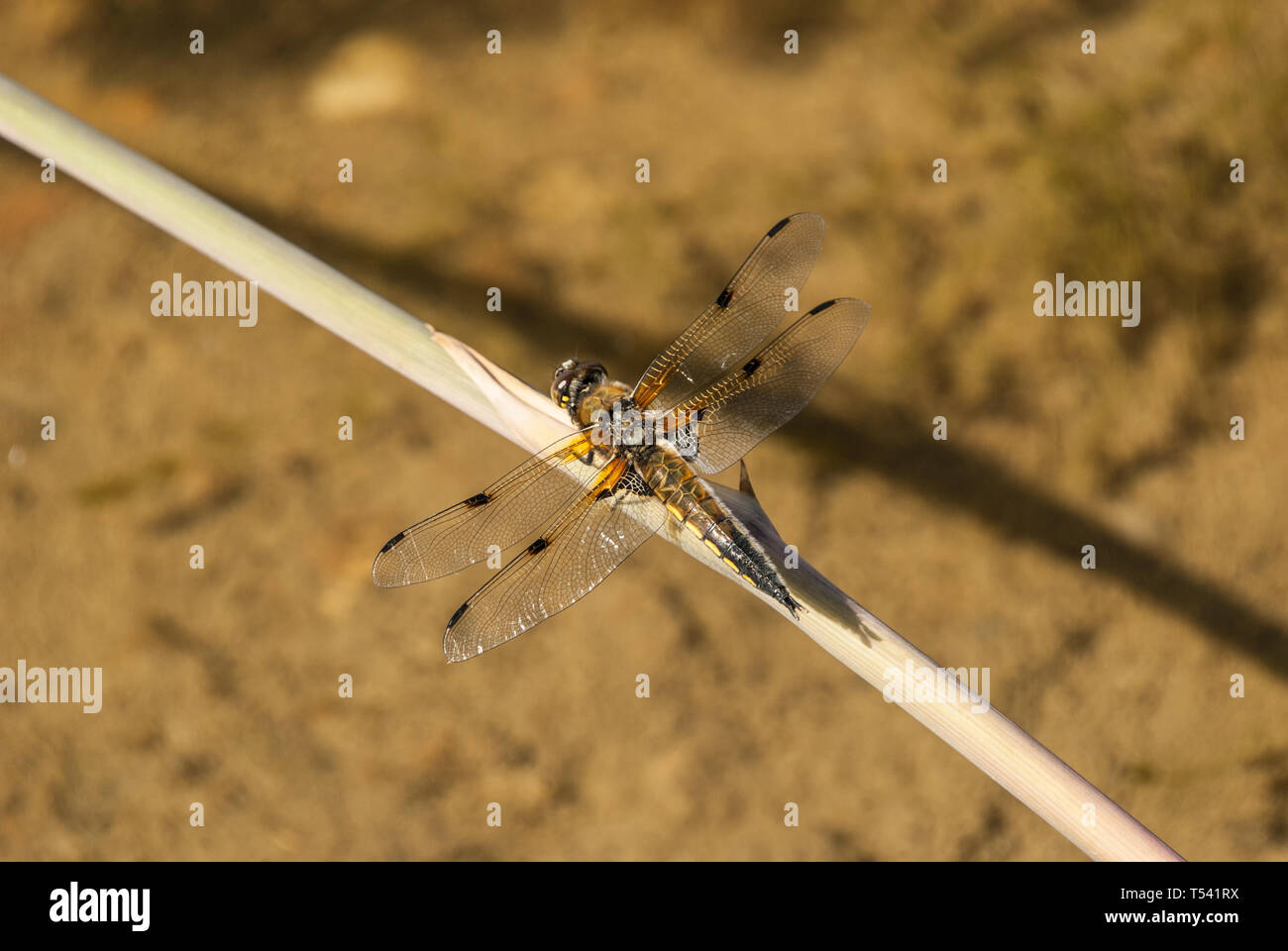 Swiss insect species hi-res stock photography and images - Alamy