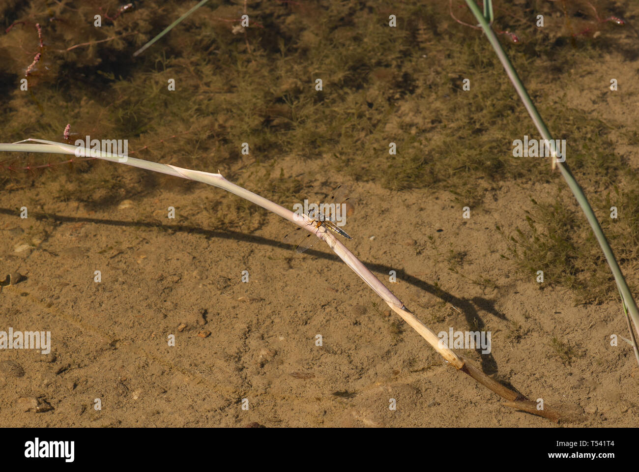 Swiss insect species hi-res stock photography and images - Alamy