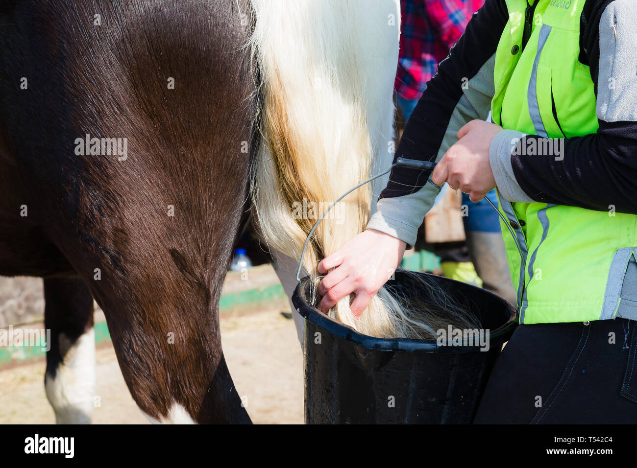Higham, Kent, UK. A horse having his Tail washed by his owner on a ...