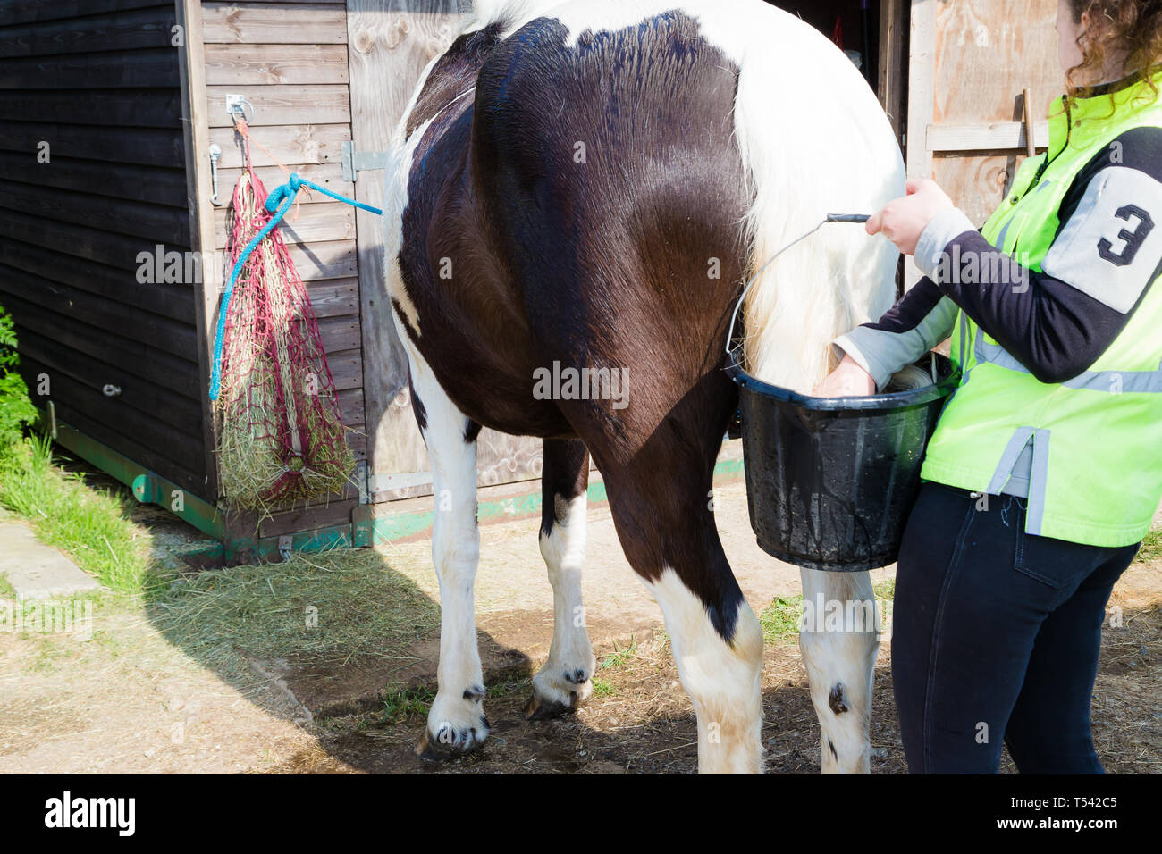 Girl washing her horse hi-res stock photography and images - Alamy