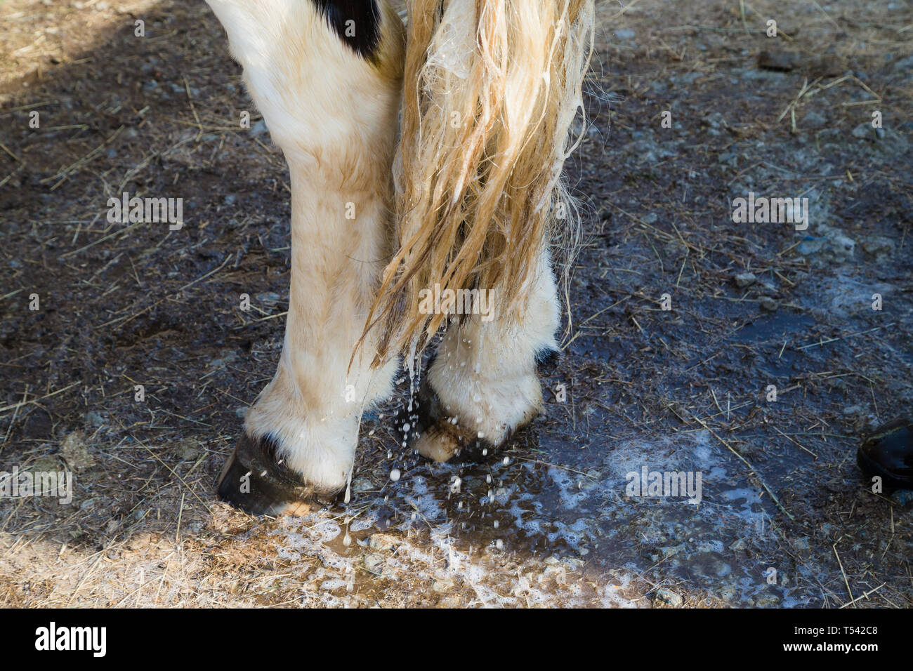 Girl washing her horse hi-res stock photography and images - Alamy