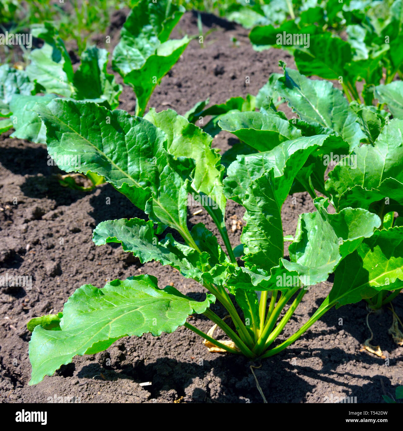 beet tops on the background soils Stock Photo - Alamy