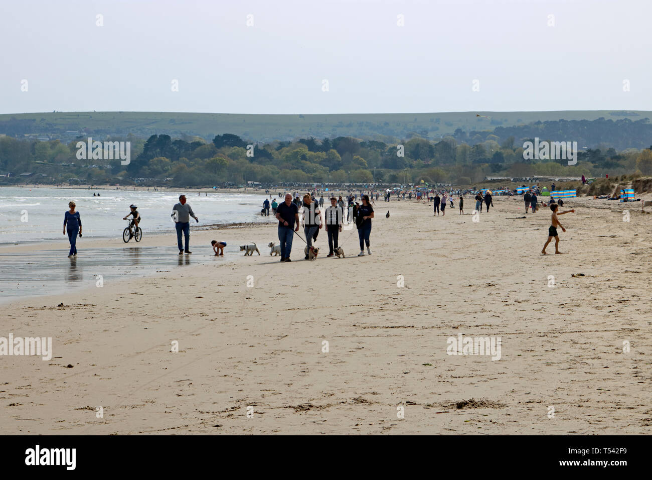 The sandy beach at Studland Nature Reserve, Dorset, England UK Stock ...