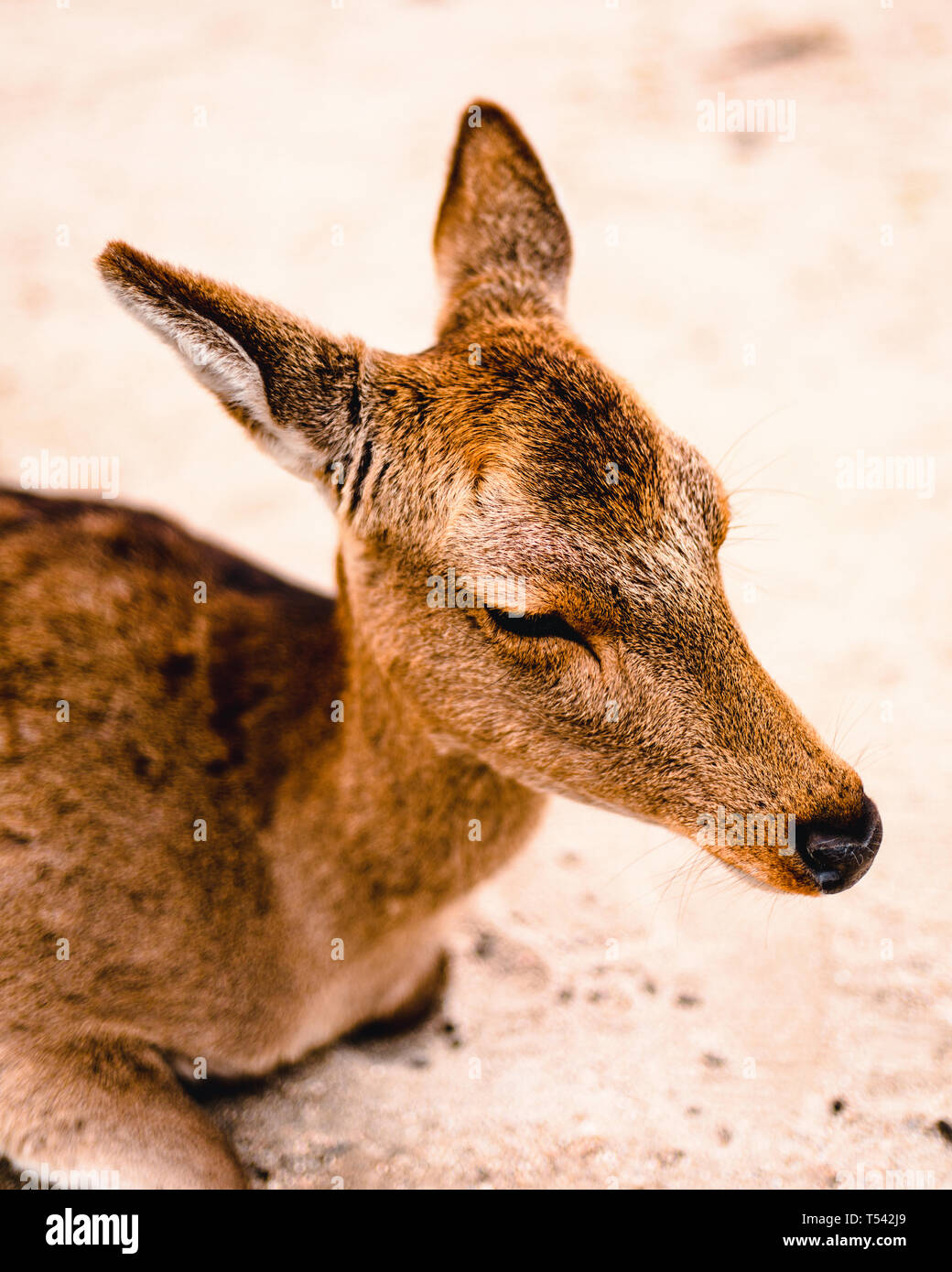 Miyajima island tourist hi-res stock photography and images - Alamy