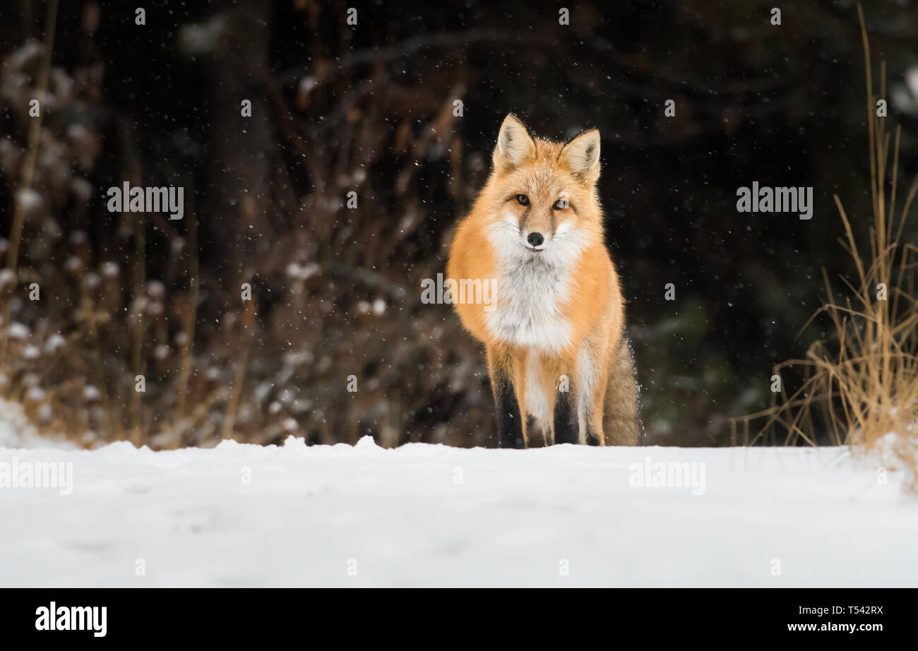 Red fox in the winter Stock Photo - Alamy