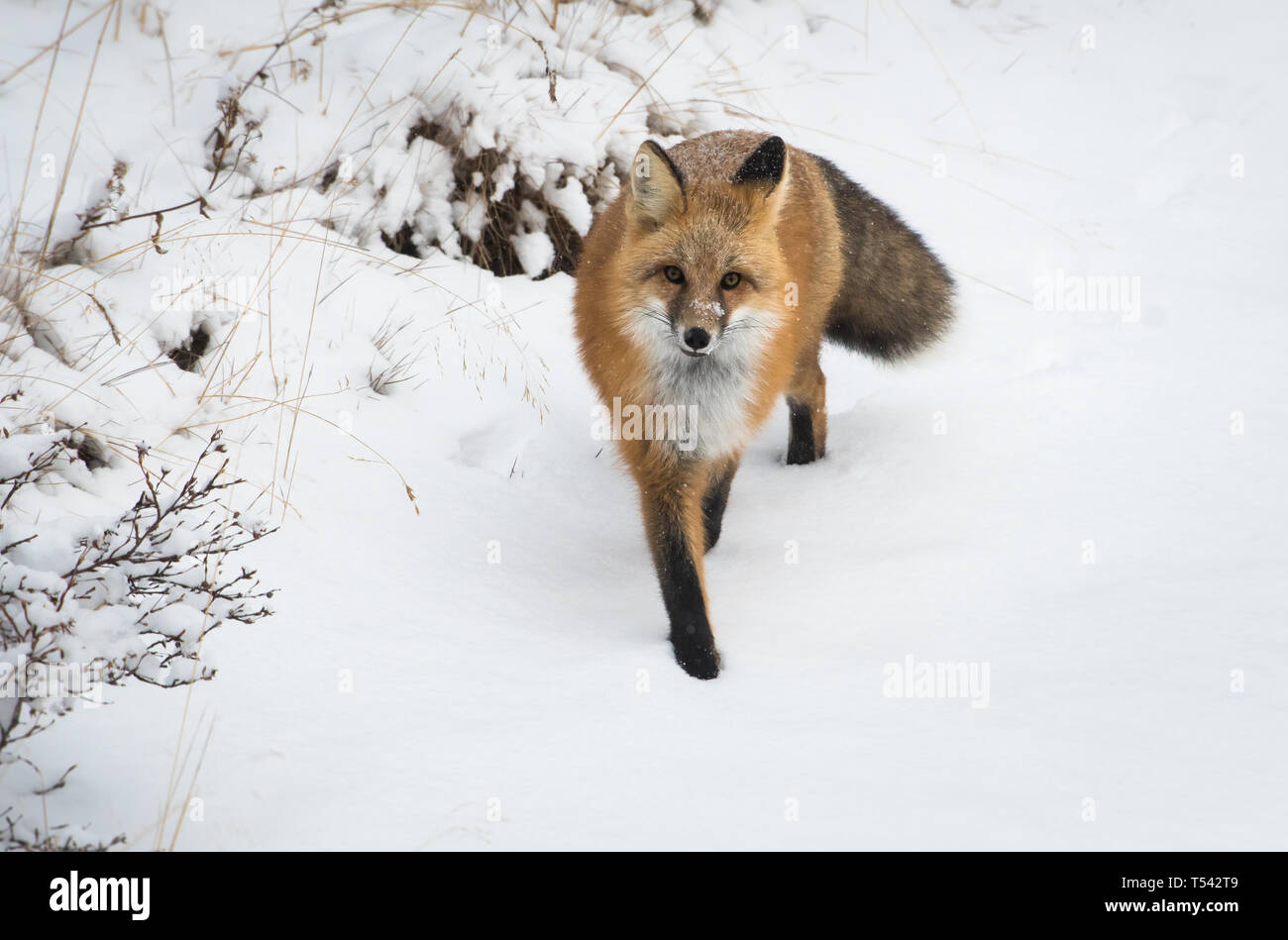 Red fox in the winter Stock Photo - Alamy