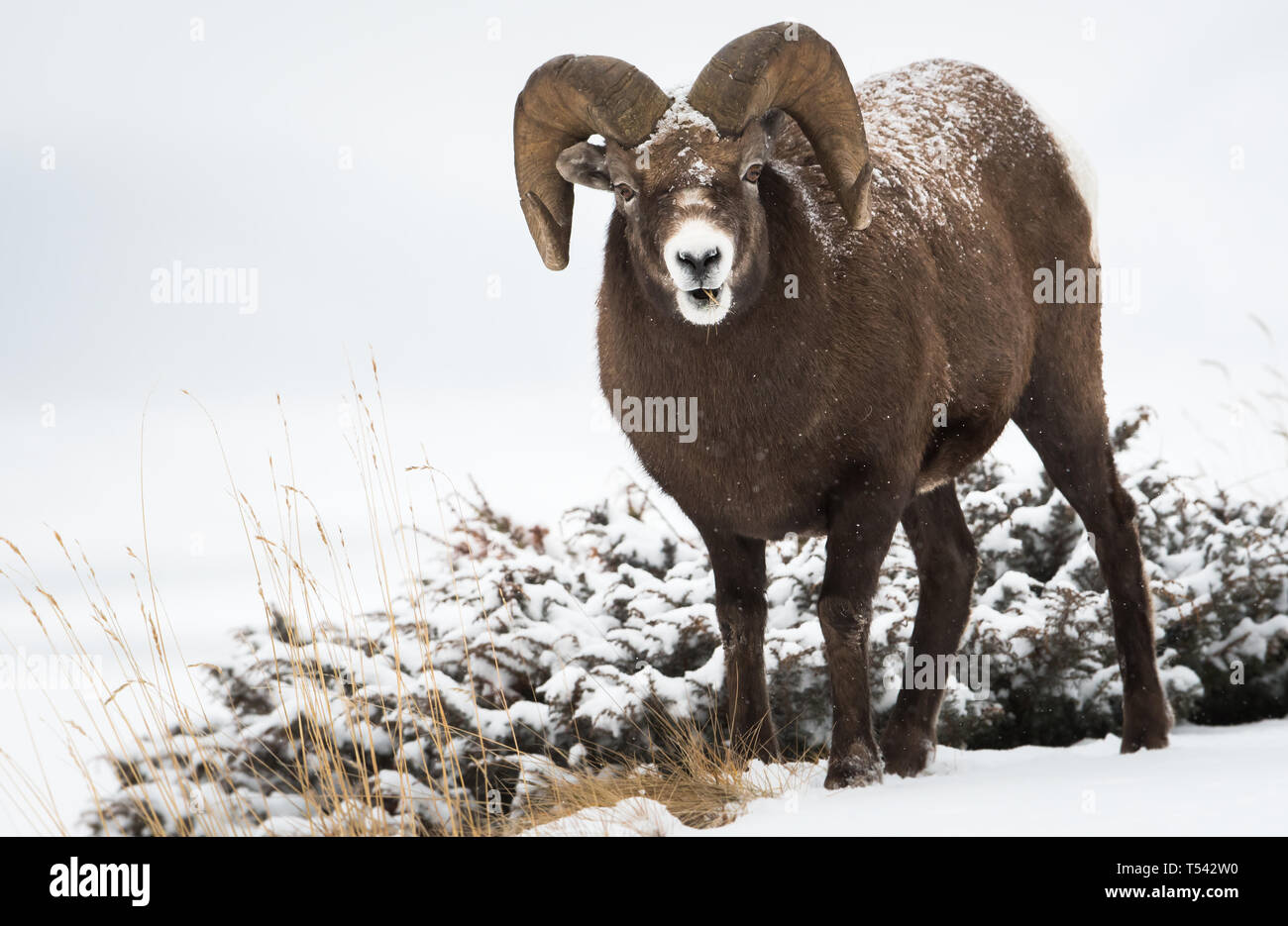 Bighorn ram in the winter Stock Photo - Alamy