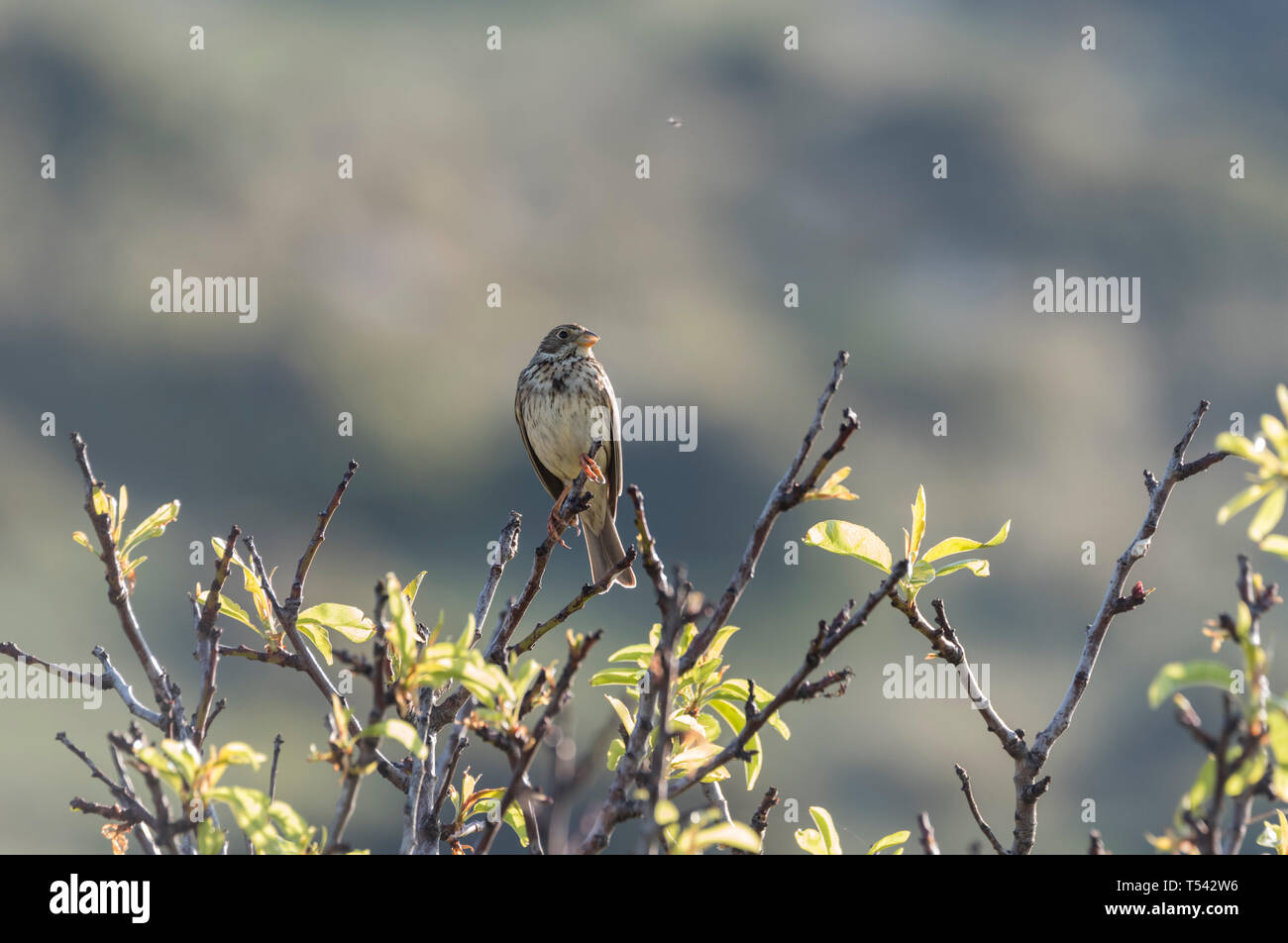 Male Corn Bunting (Miliaria calandra) singing in a tree Stock Photo - Alamy